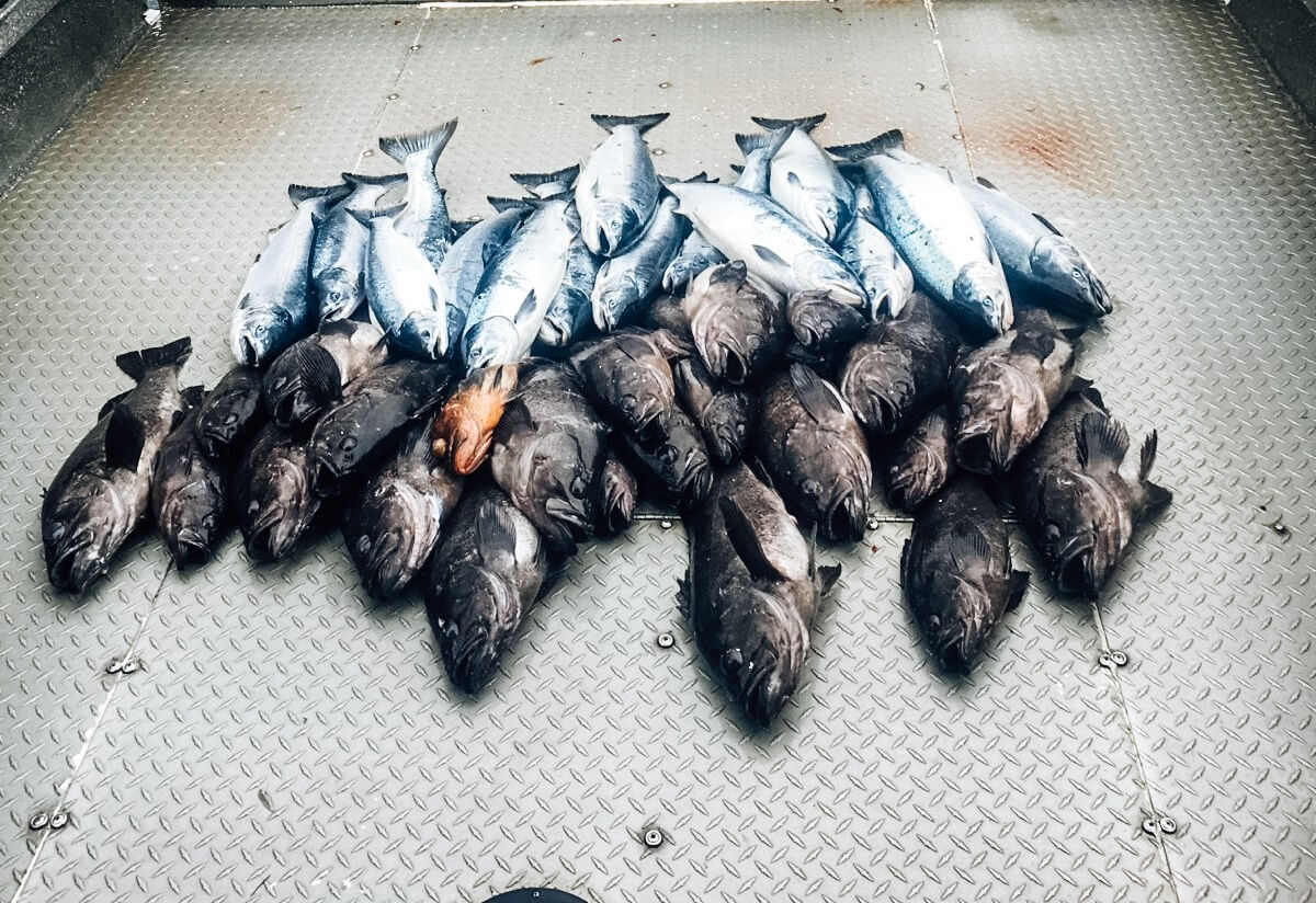 When The Fish Are Running | Riddles Fishing Lodge